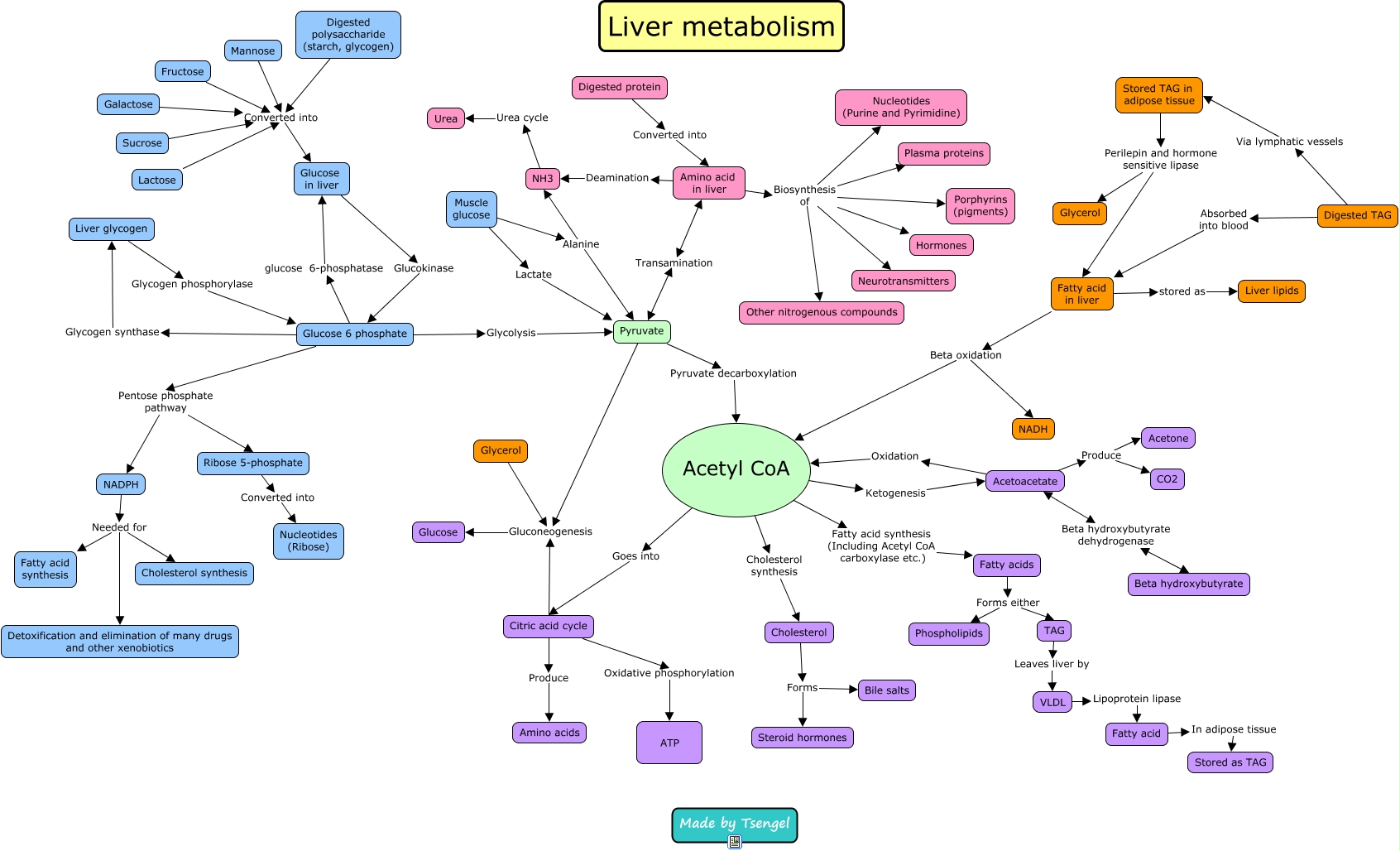 Glycolysis And Gluconeogenesis Concept Map